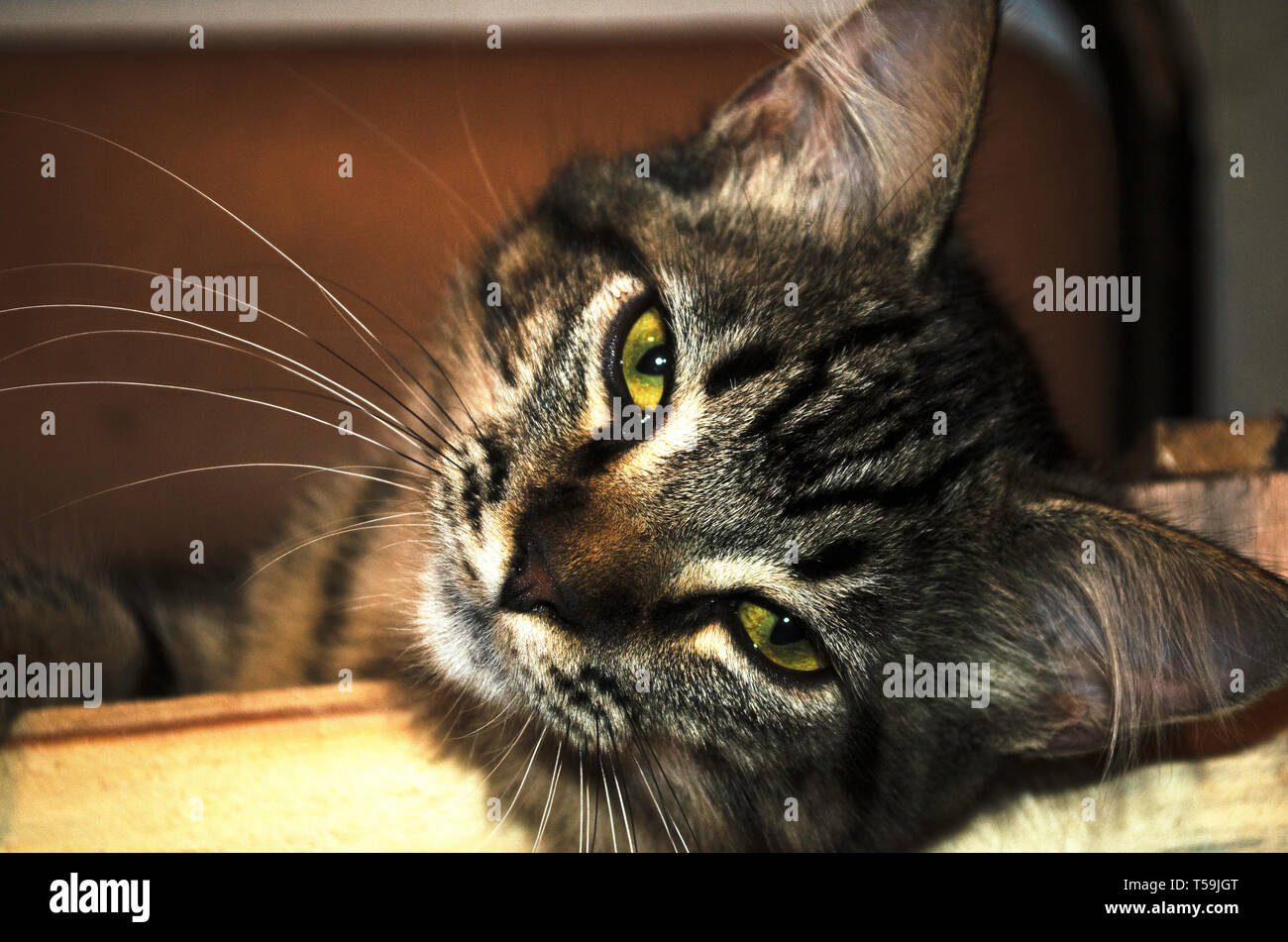 A feline look kitten Stock Photo - Alamy