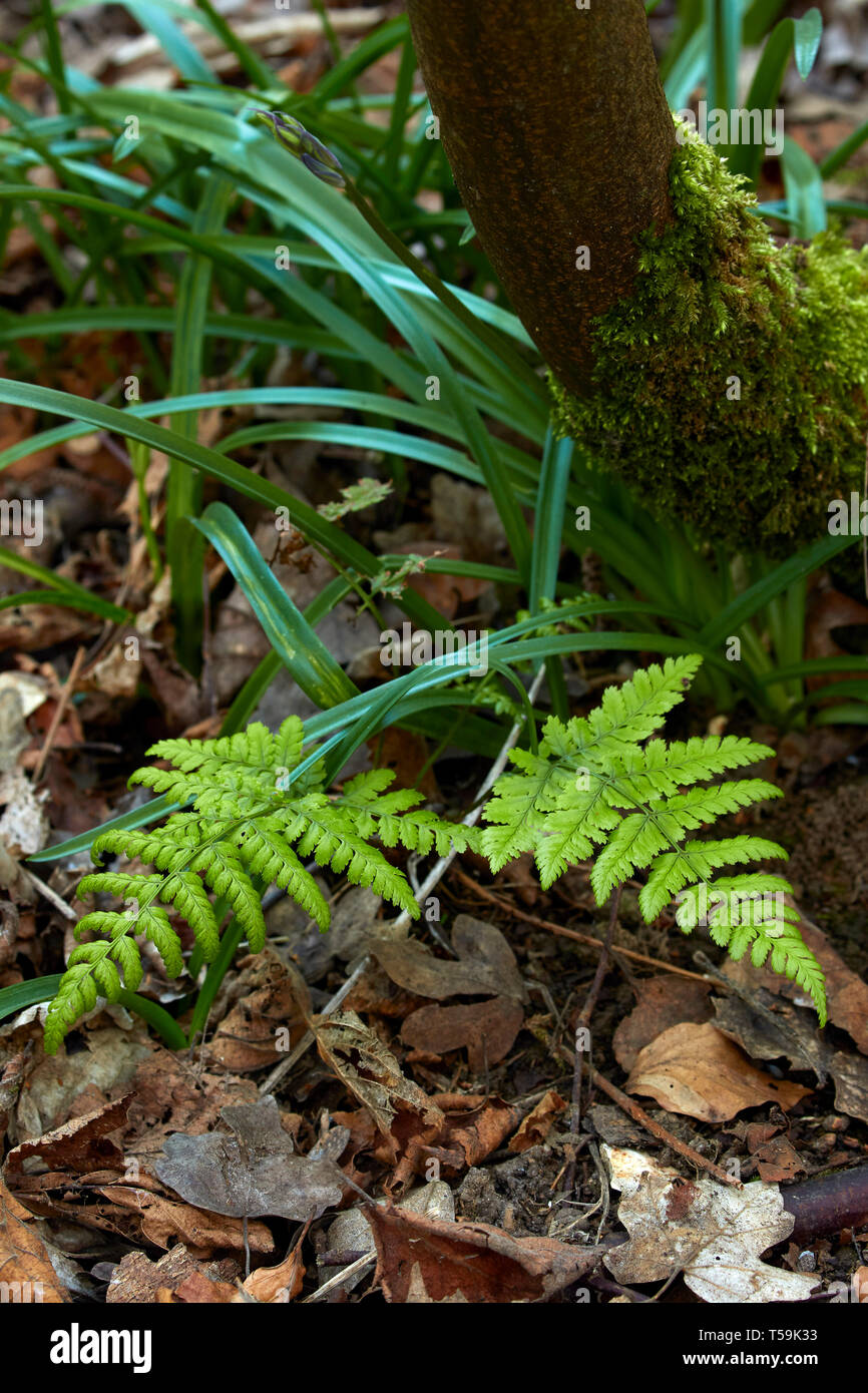 Wavy leaves of fern hi-res stock photography and images - Alamy