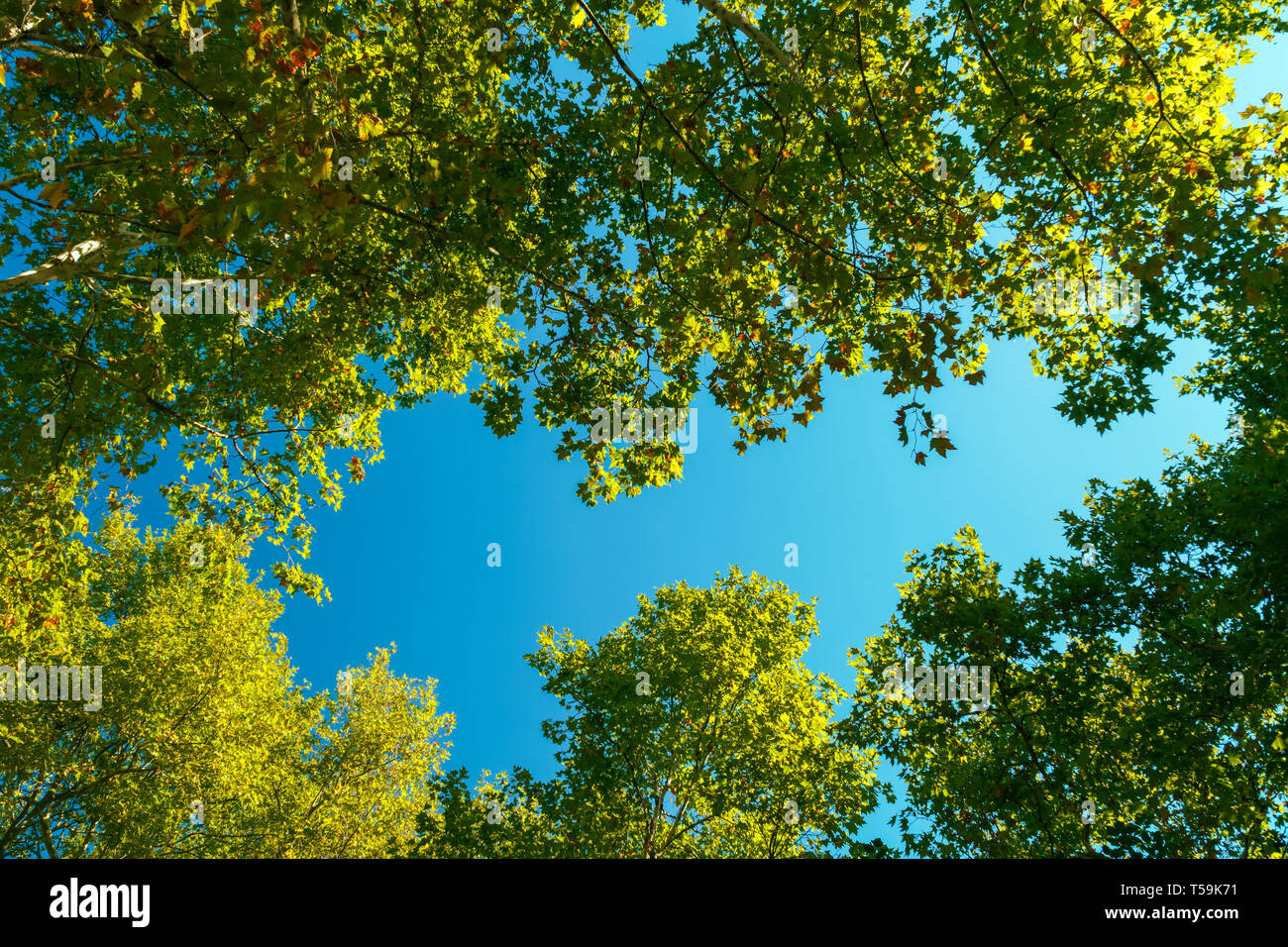 Woods and leaves hi-res stock photography and images - Alamy