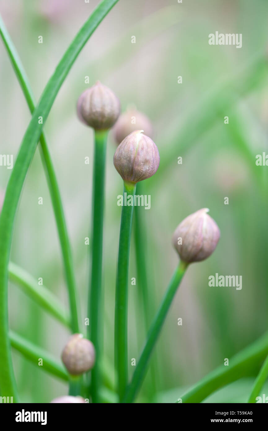 Chives buds hi-res stock photography and images - Alamy
