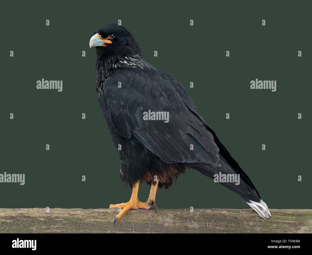 Johnny rook bird hi-res stock photography and images - Alamy