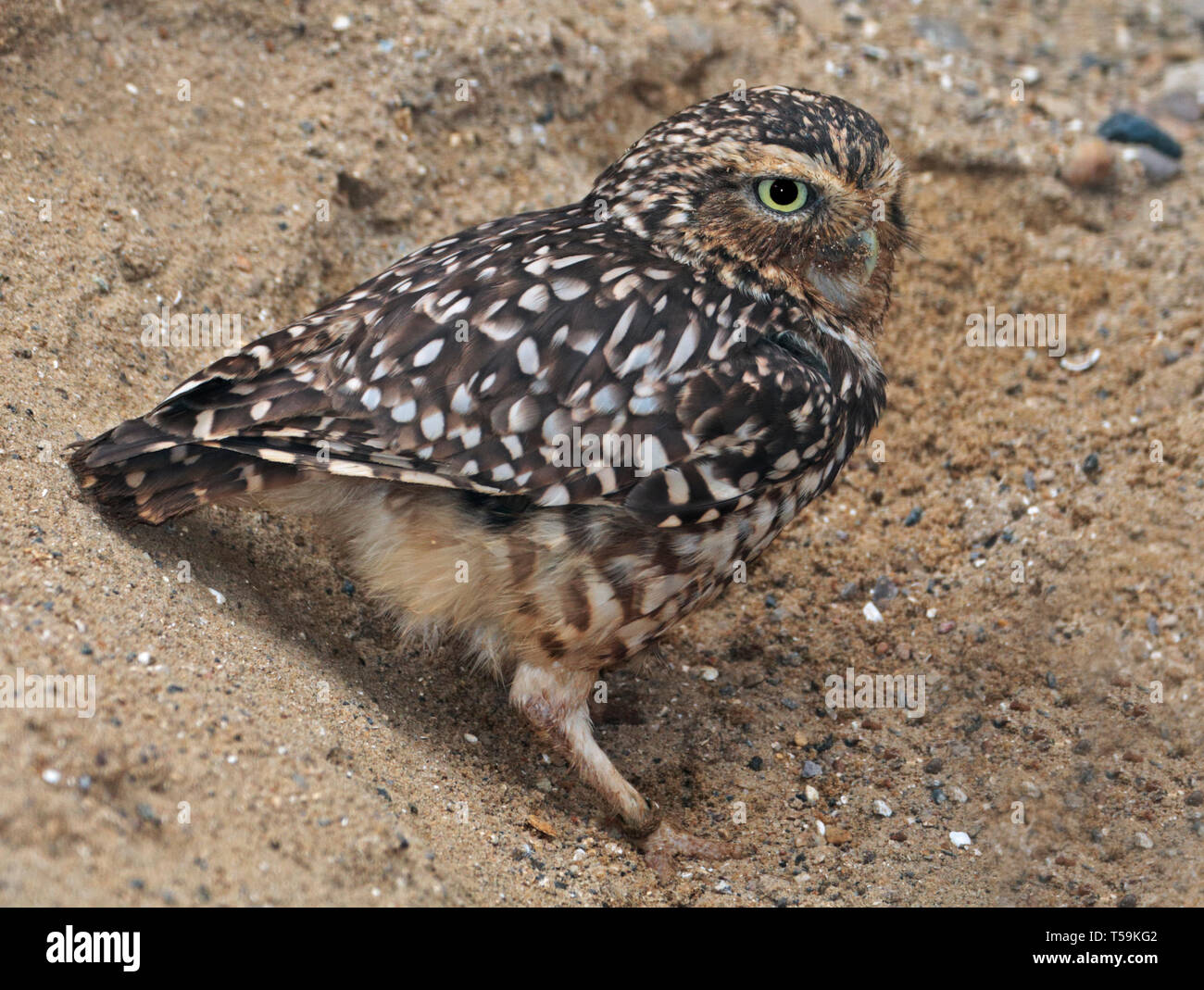 Small burrowing animals hi-res stock photography and images - Alamy