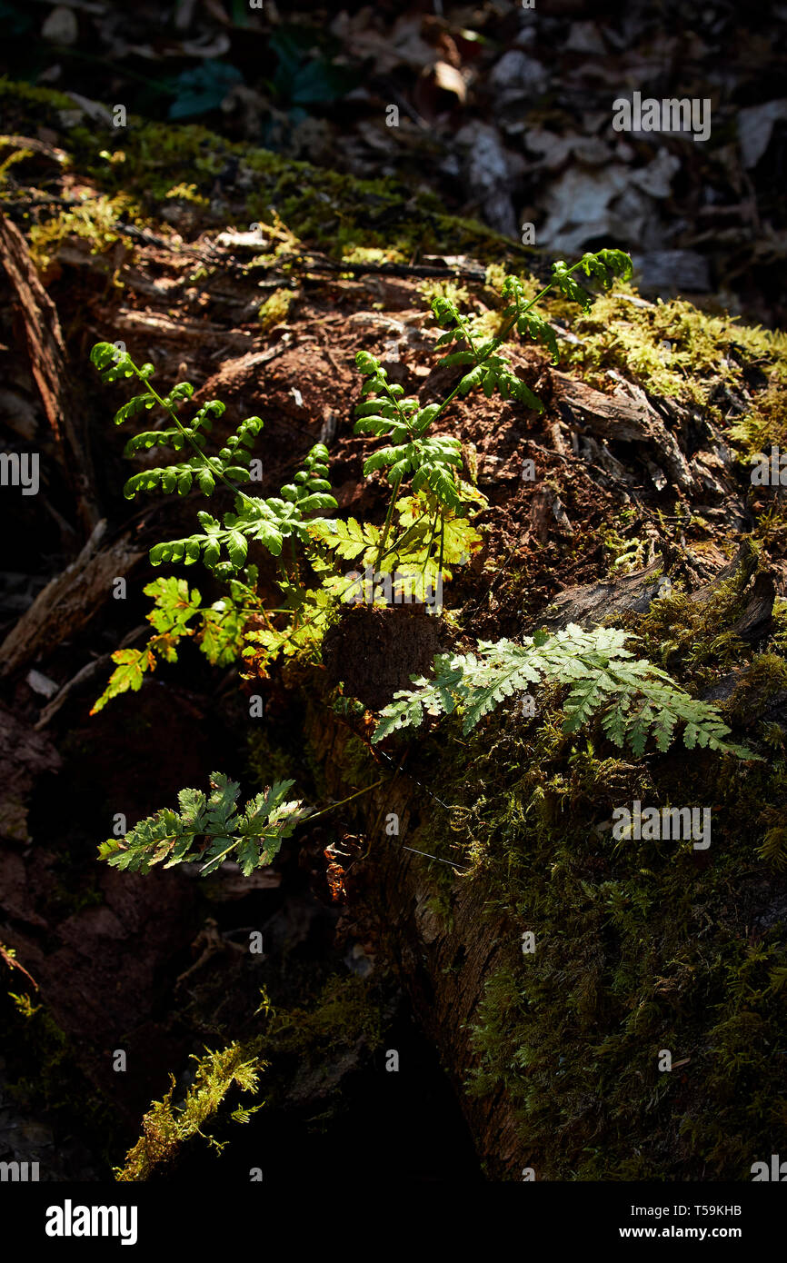 Young fern plants in woodland setting during spring Stock Photo - Alamy