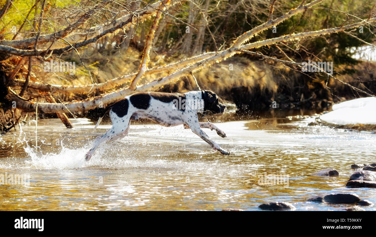 Dog english pointer jumping in the water in the spring Stock Photo - Alamy