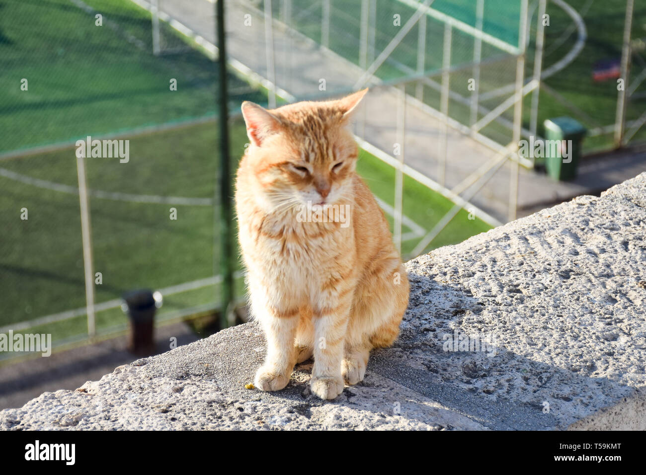 Yellow street cat hi-res stock photography and images - Alamy