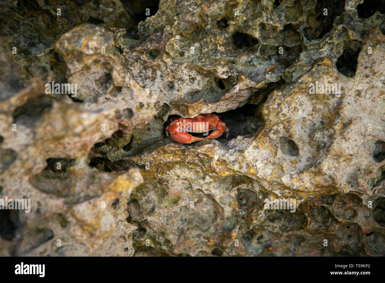 Small red crab in the rock close up Stock Photo - Alamy