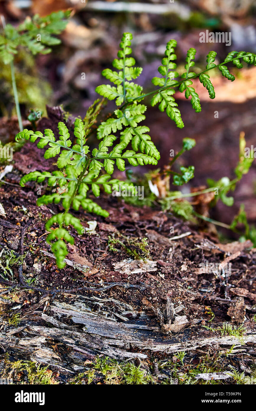 Young sporophyte fern hi-res stock photography and images - Alamy