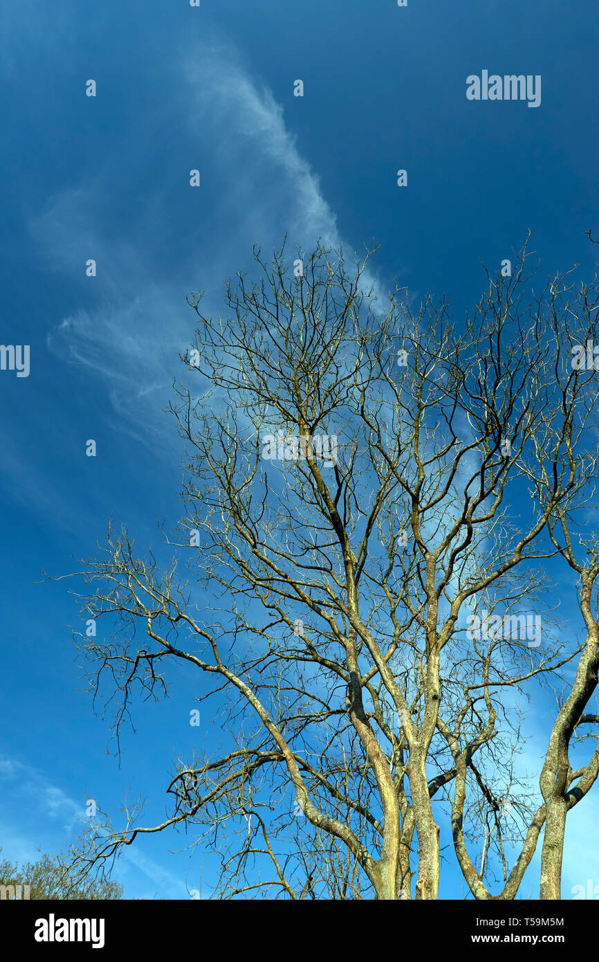 Skyscape abstract with leafless branches and blue sunlit sky Stock ...