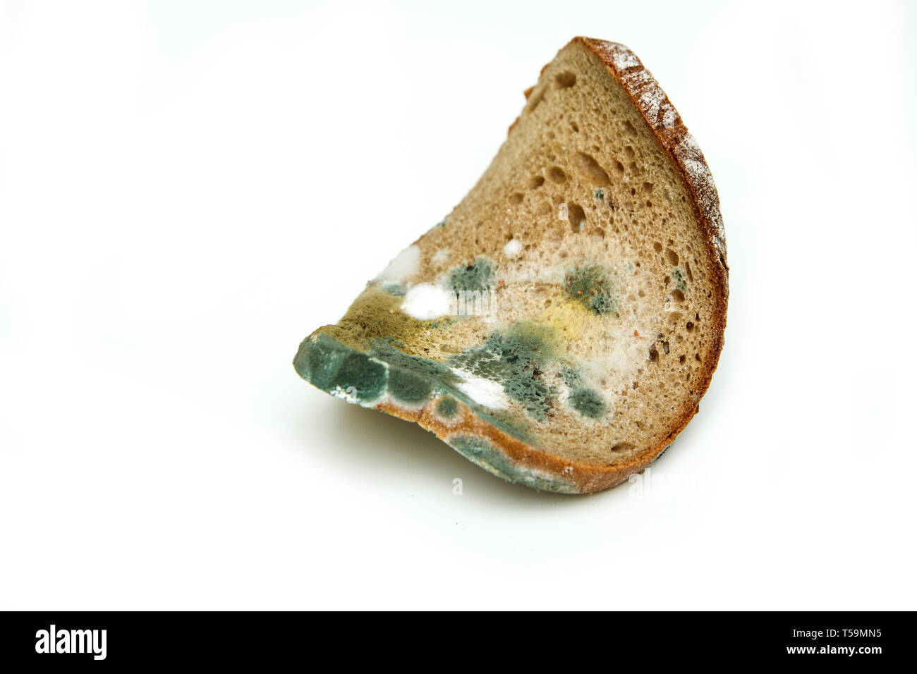 Penicillium fungus on bread hi-res stock photography and images - Alamy