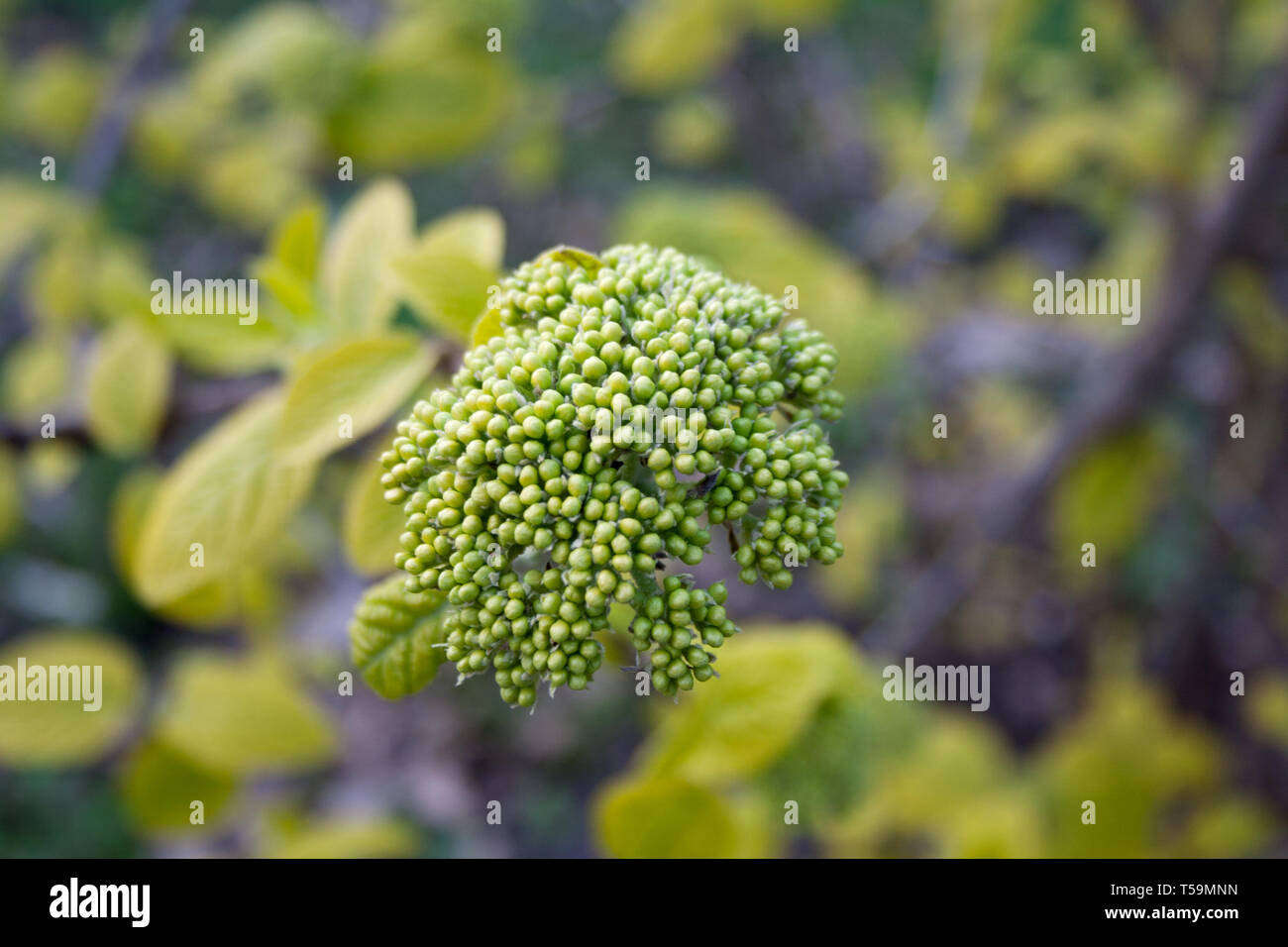 Lime green shrub hi-res stock photography and images - Alamy