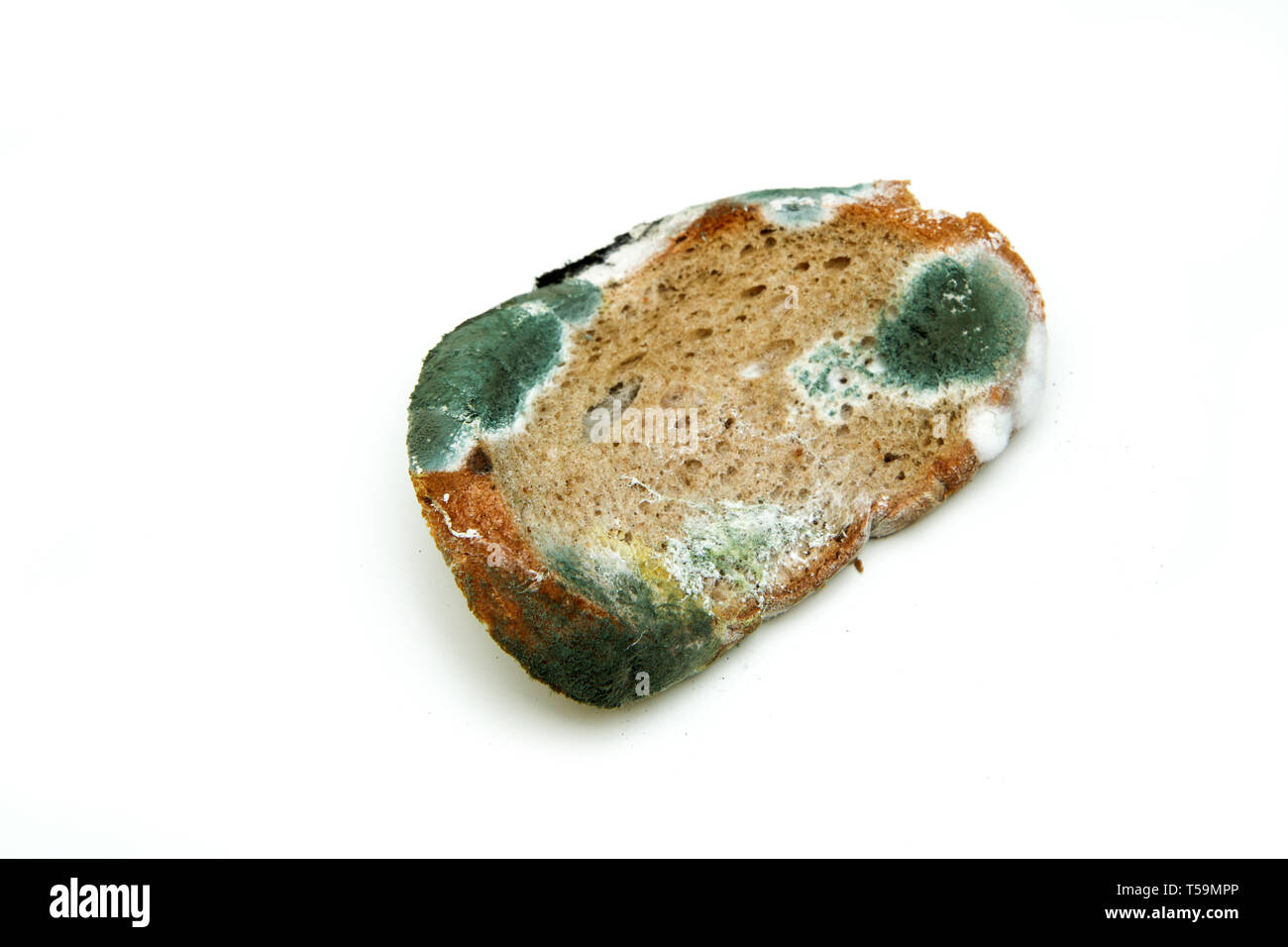 Penicillium fungus on bread hi-res stock photography and images - Alamy