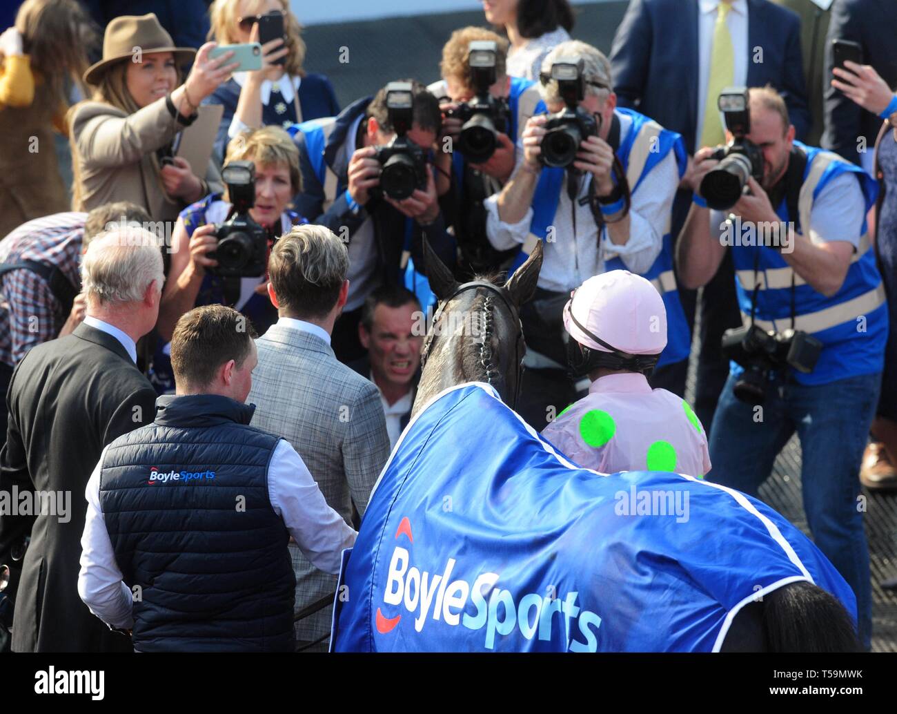 Burrows saint horse hi-res stock photography and images - Alamy