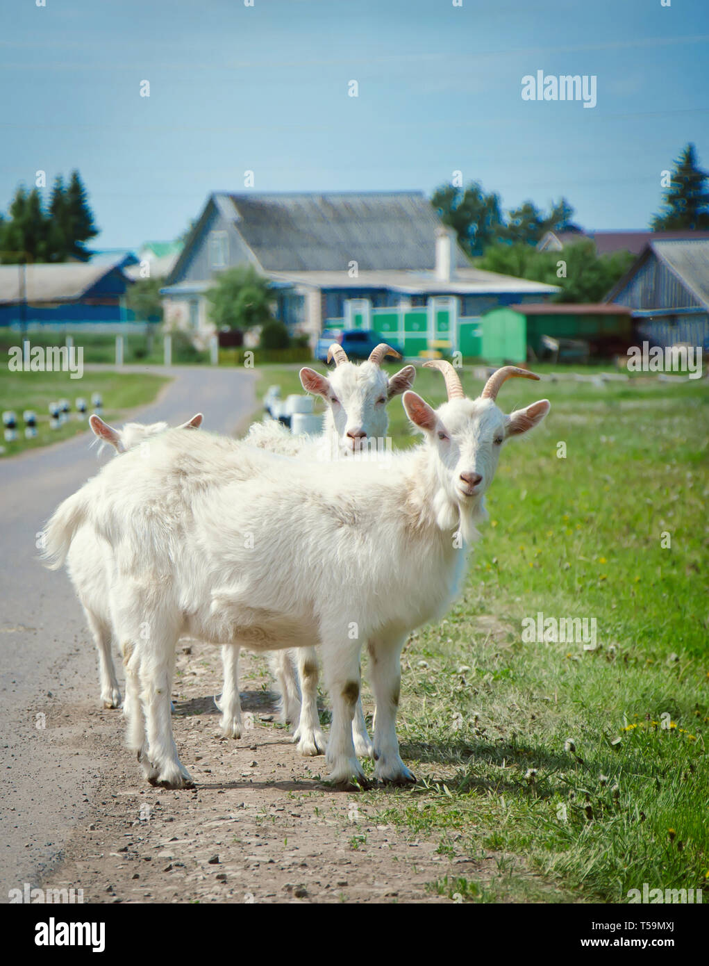 Cute goat hi-res stock photography and images - Alamy