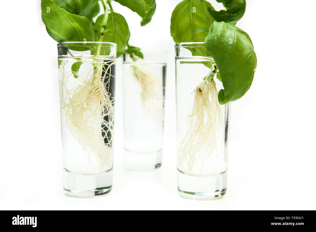 Basil plant root hi-res stock photography and images - Alamy