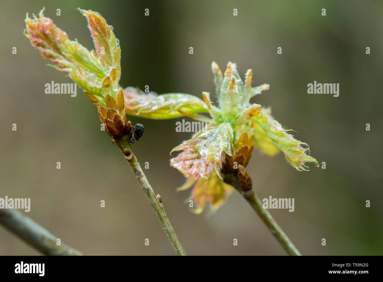 Oak leaf buds hi-res stock photography and images - Alamy