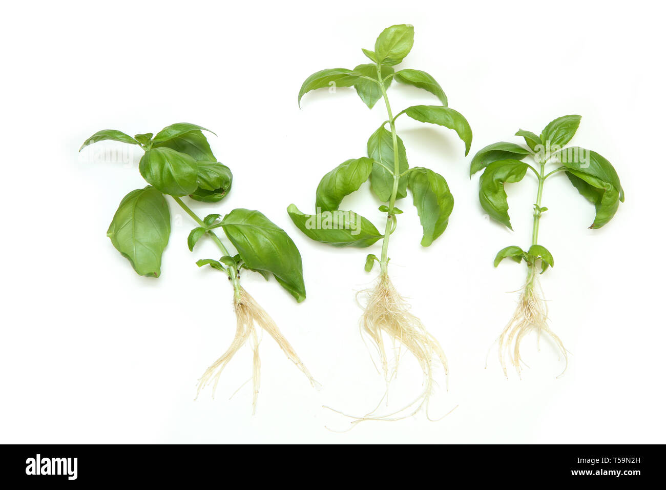 Basil plant root hi-res stock photography and images - Alamy