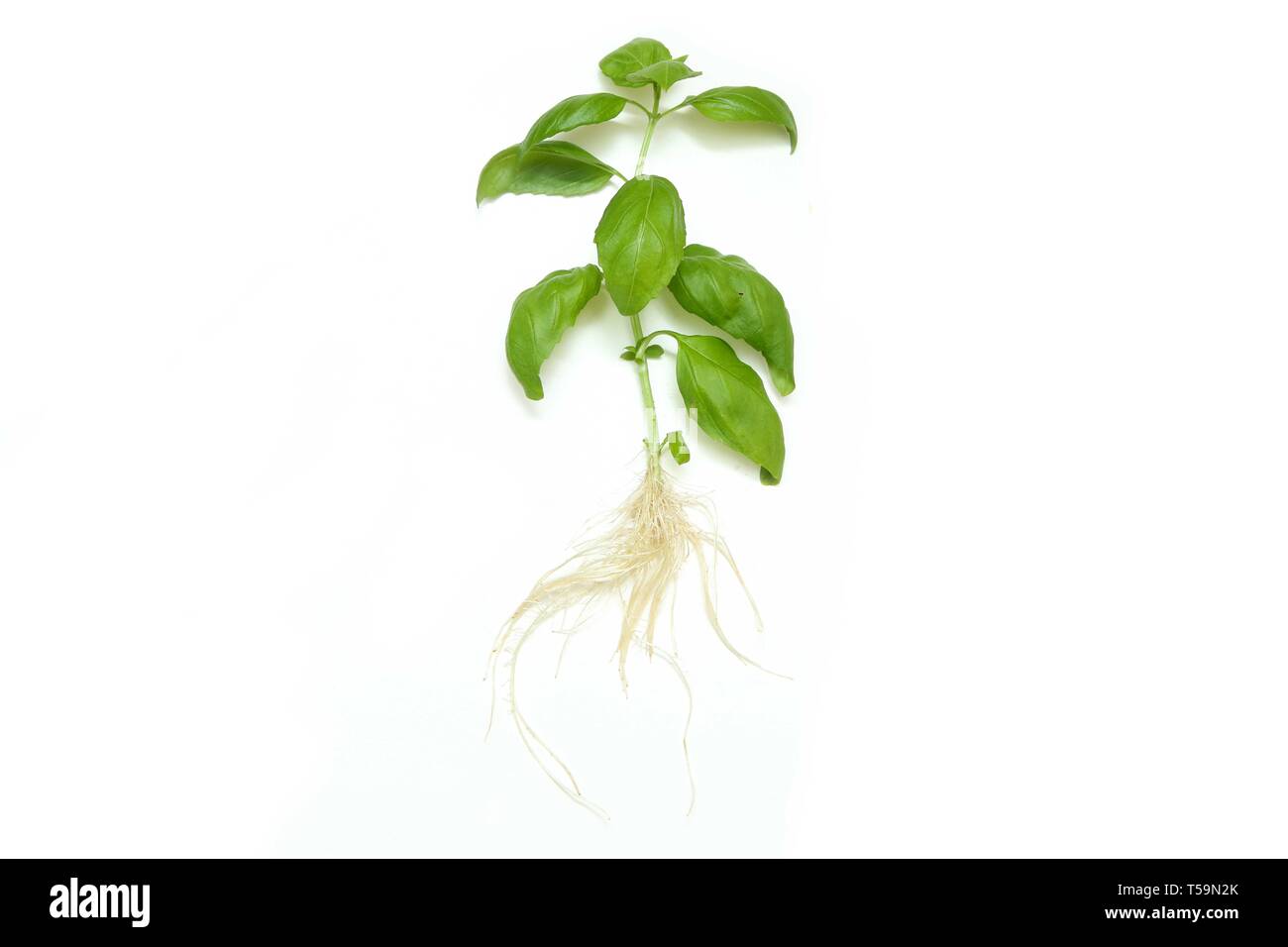 The fresh green sprouted basil with roots isolated on white background ...