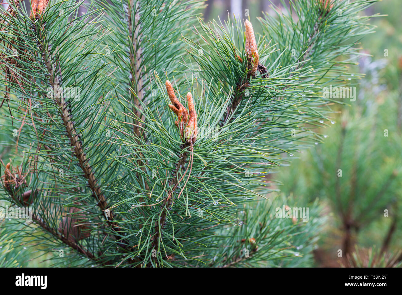 Conifer bud tree spring hi-res stock photography and images - Alamy