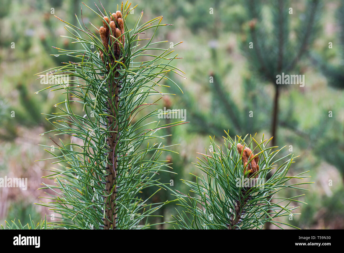 Conifer bud tree spring hi-res stock photography and images - Alamy