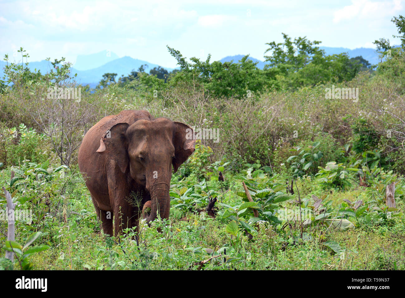 Sri Lankan elephant, Elephas maximus maximus, Udawalawe National Park ...