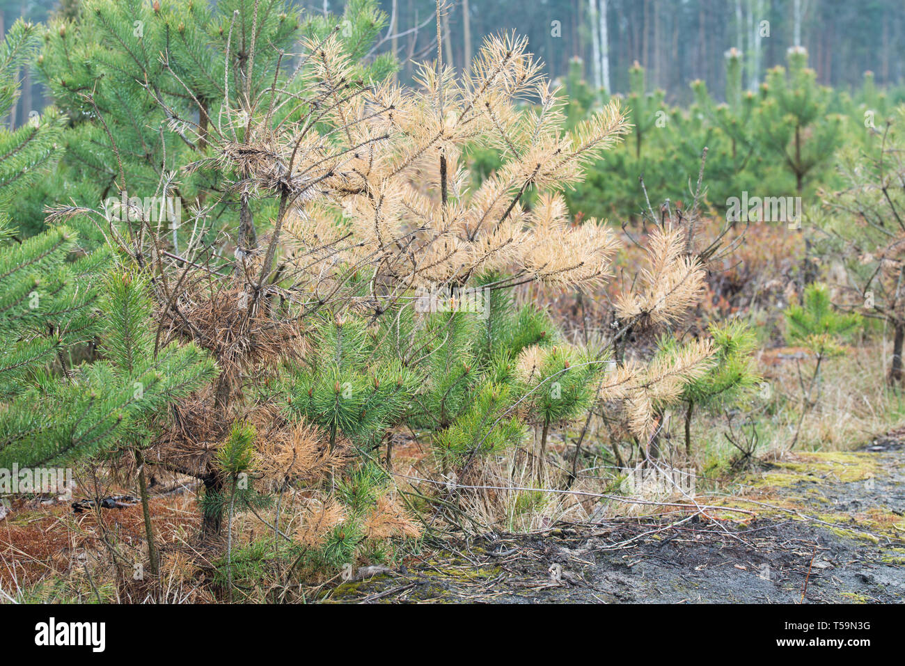 Diseased pine trees hi-res stock photography and images - Alamy