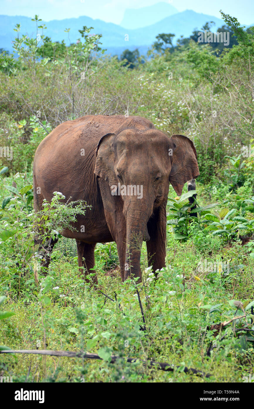 Sri Lankan elephant, Elephas maximus maximus, Udawalawe National Park ...