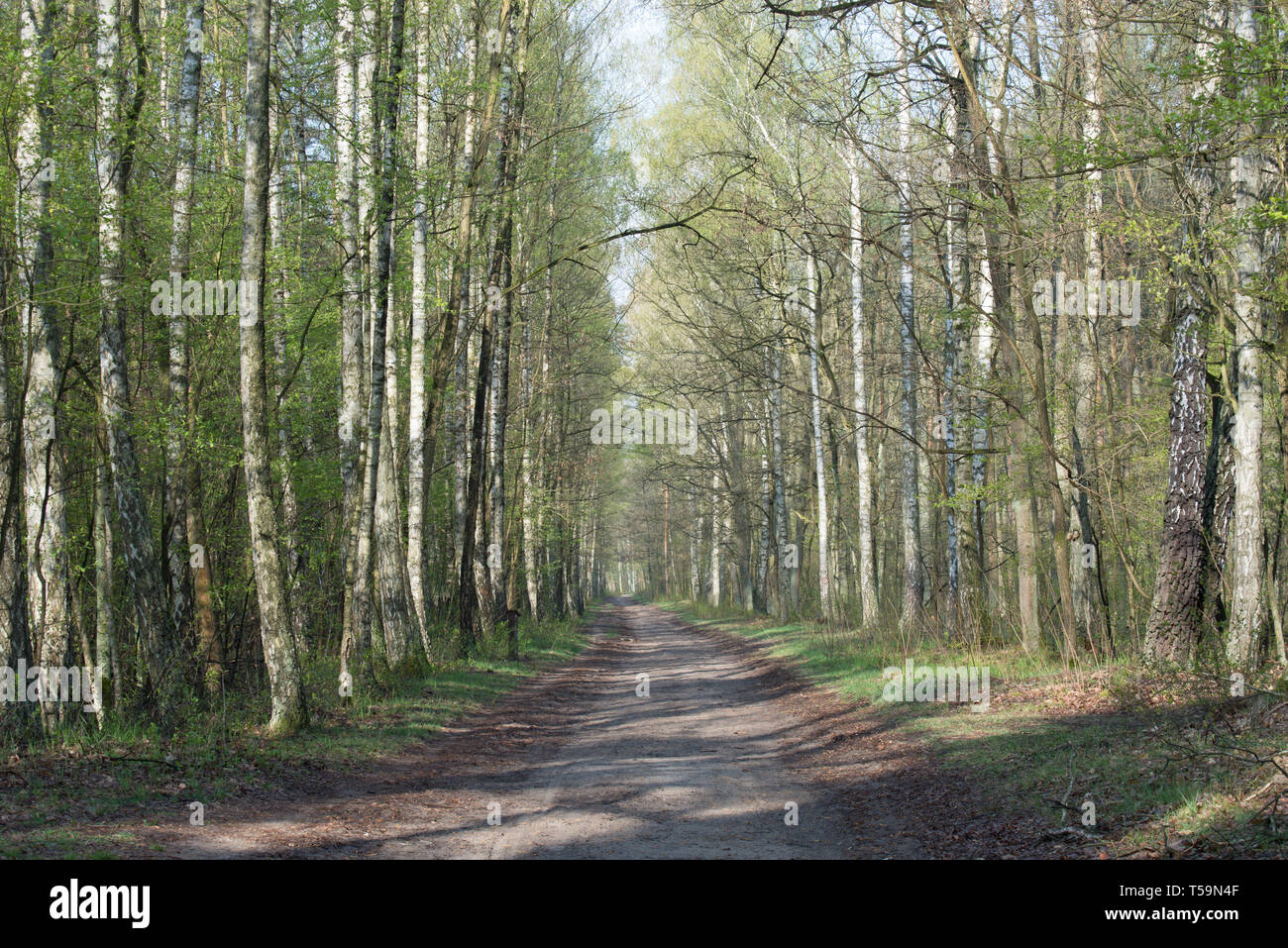 Beautiful spring season forest pathway hi-res stock photography and ...
