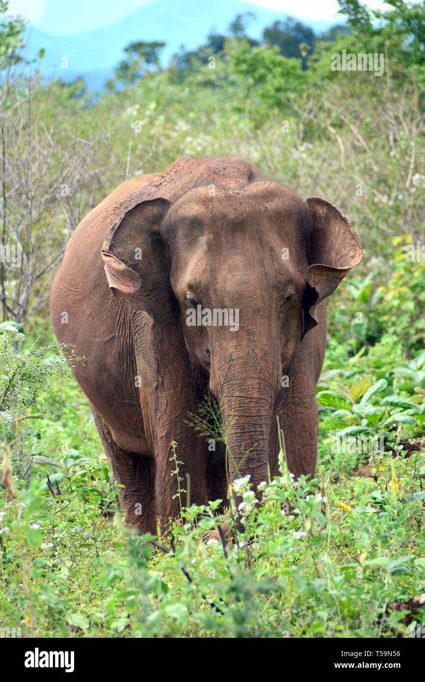 Sri Lankan elephant, Elephas maximus maximus, Udawalawe National Park ...