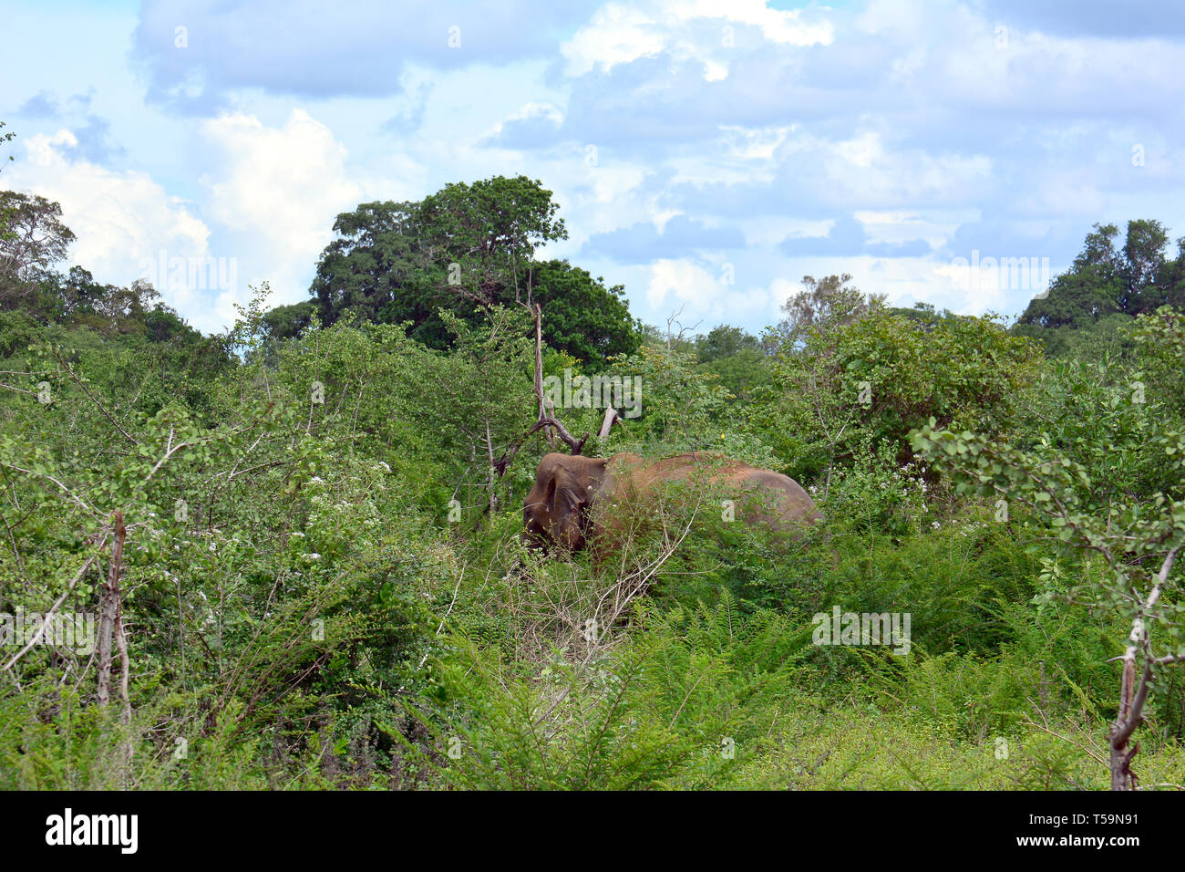 Sri Lankan elephant, Elephas maximus maximus, Udawalawe National Park ...