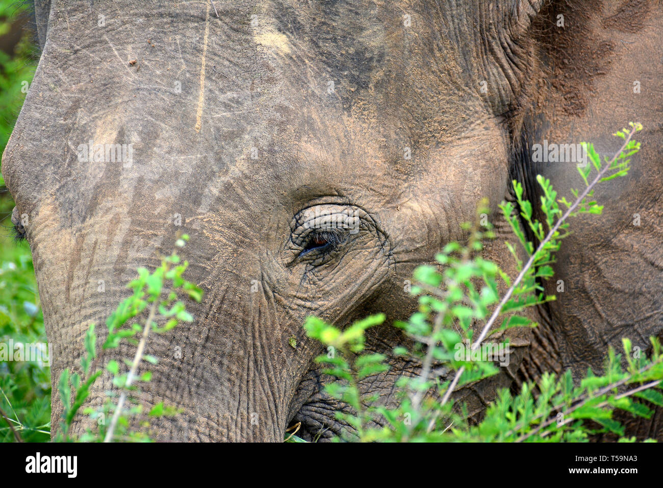 Sri Lankan elephant, Elephas maximus maximus, Udawalawe National Park ...