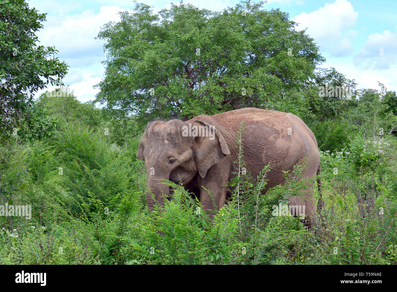 Sri Lankan elephant, Elephas maximus maximus, Udawalawe National Park ...