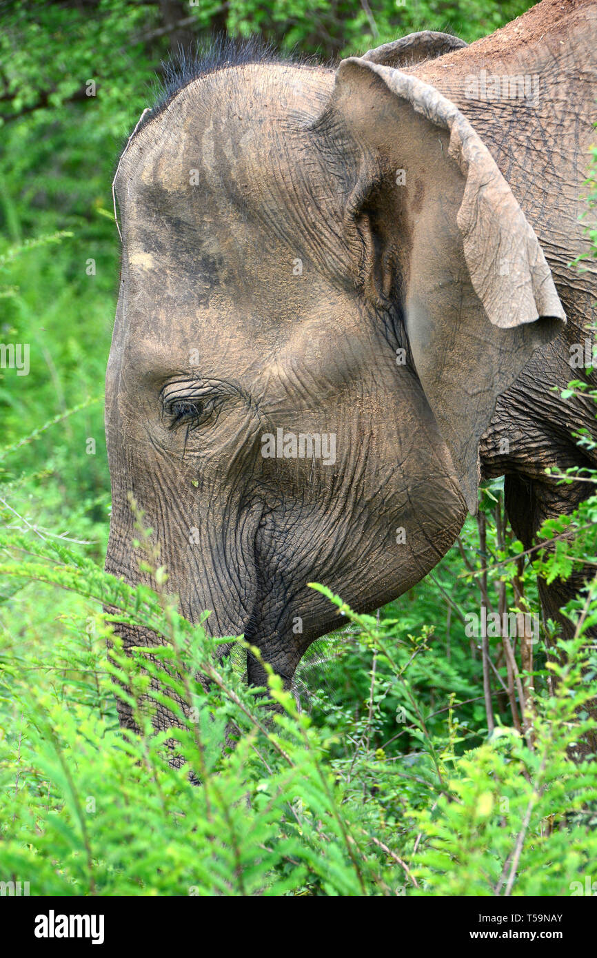 Sri Lankan elephant, Elephas maximus maximus, Udawalawe National Park ...