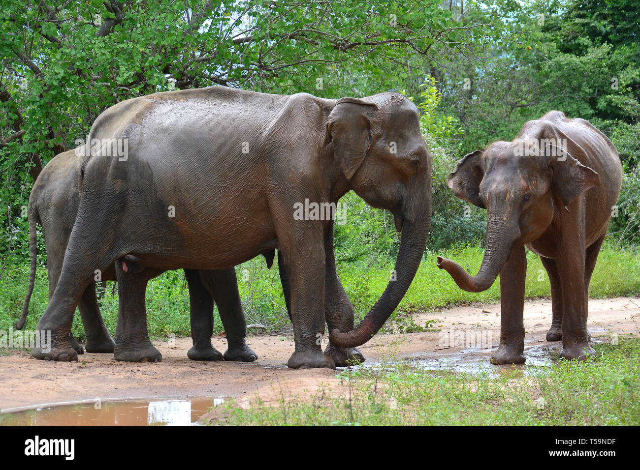 Sri Lankan elephant, Elephas maximus maximus, Udawalawe National Park ...
