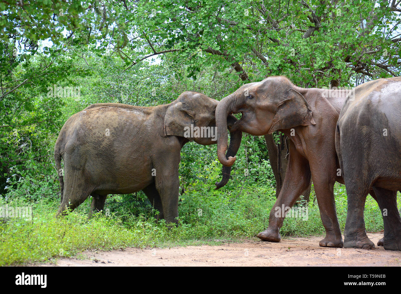 Sri Lankan elephant, Elephas maximus maximus, Udawalawe National Park ...