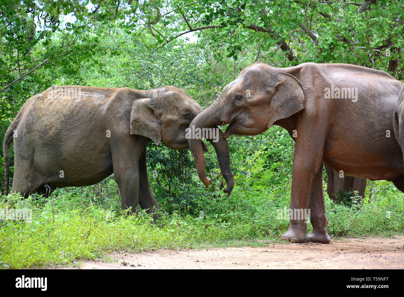 Sri Lankan elephant, Elephas maximus maximus, Udawalawe National Park ...