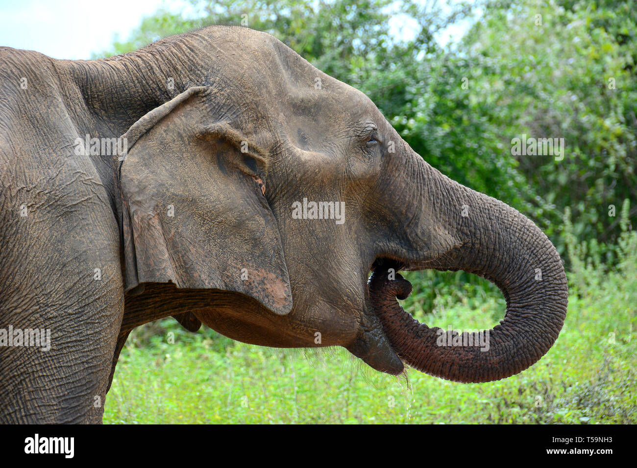 Asian (Ceylon) elephant (Elephas maximus maximus), Udawalawe National ...