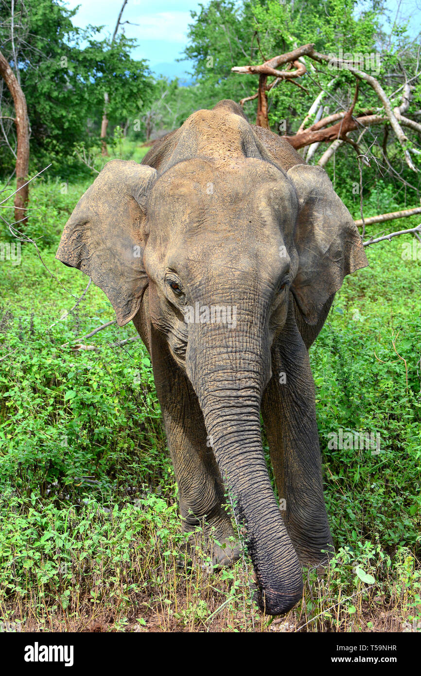 Sri Lankan elephant, Elephas maximus maximus, Udawalawe National Park ...