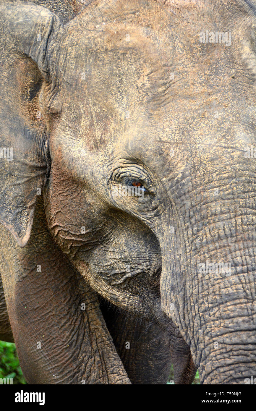 Sri Lankan elephant, Elephas maximus maximus, Udawalawe National Park ...