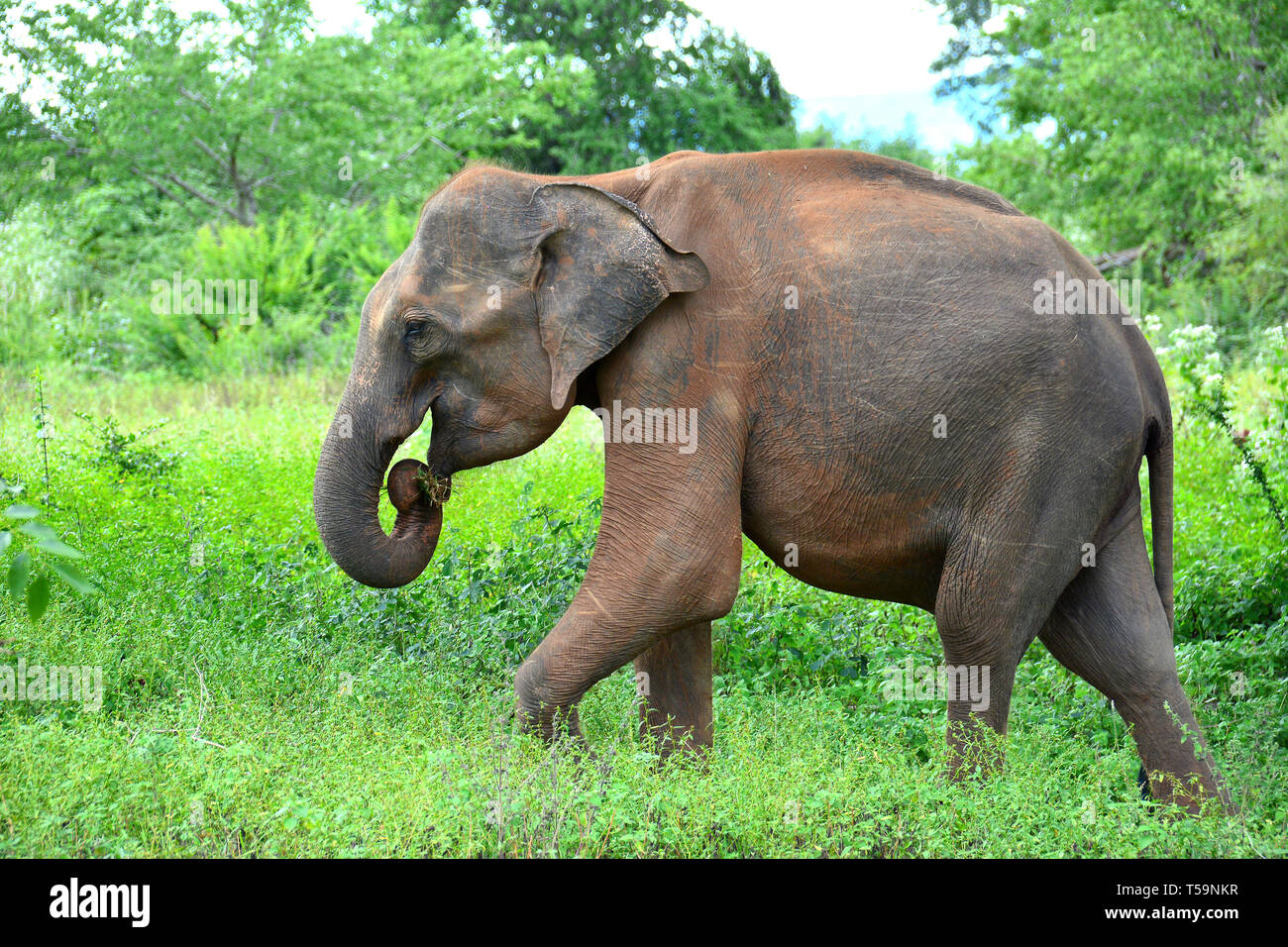Asian (Ceylon) elephant (Elephas maximus maximus), Udawalawe National ...