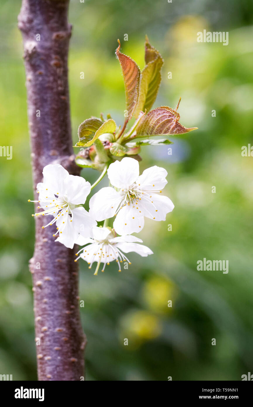 Prunus avium 'Stella' blossom Stock Photo - Alamy