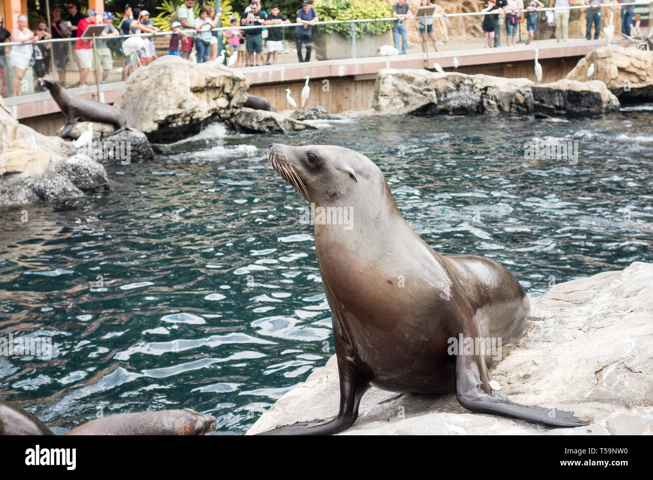 U s marine at attention hi-res stock photography and images - Alamy