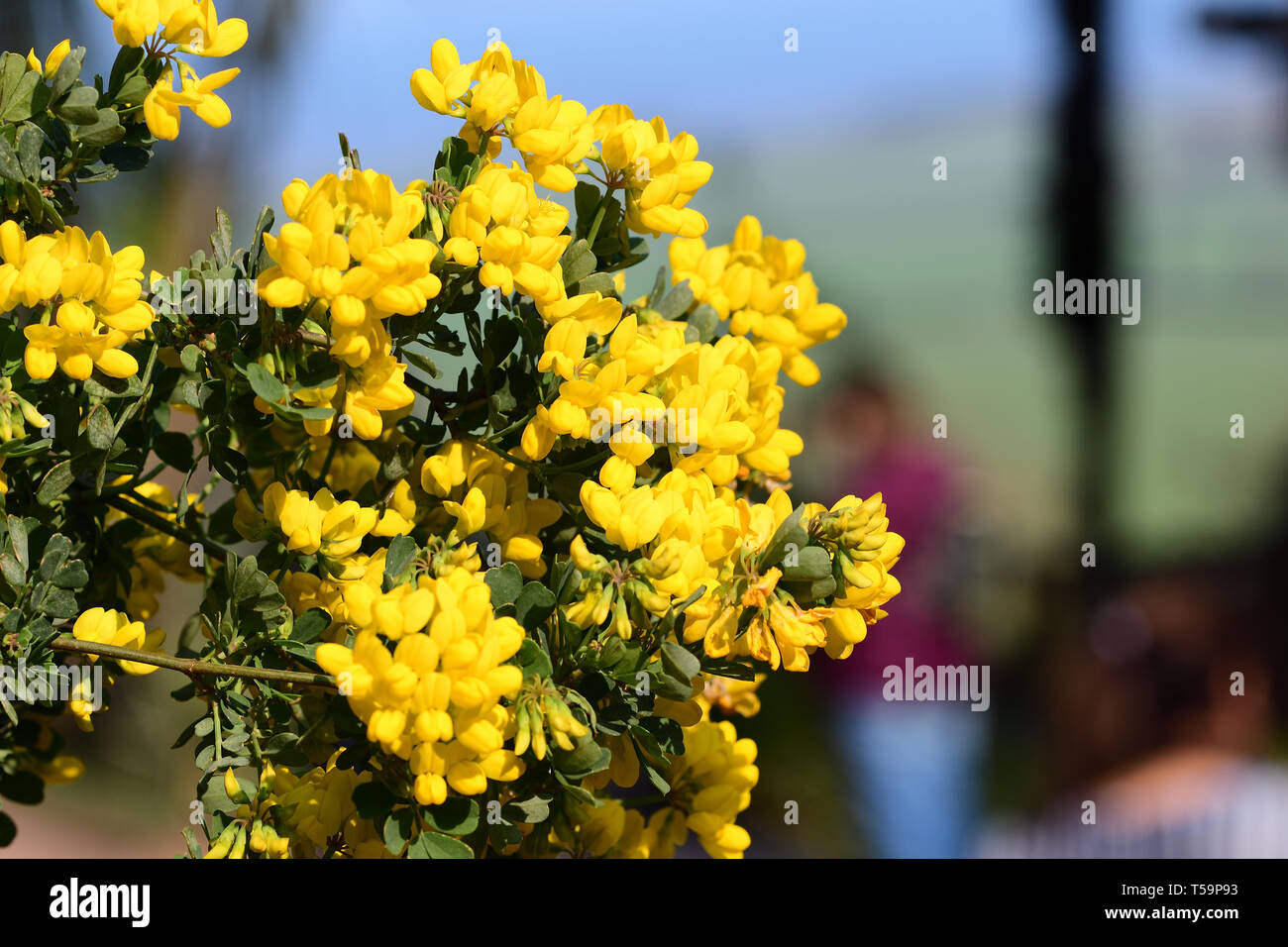 Close up of sweet broom (genista stenopetala) flowers in bloom Stock ...