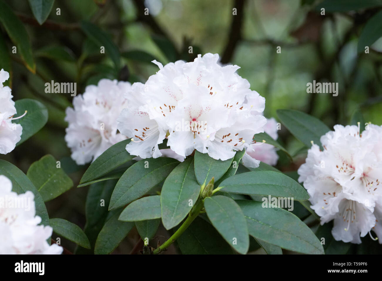 Rhododendron 'Rosa mundi' flowers Stock Photo - Alamy