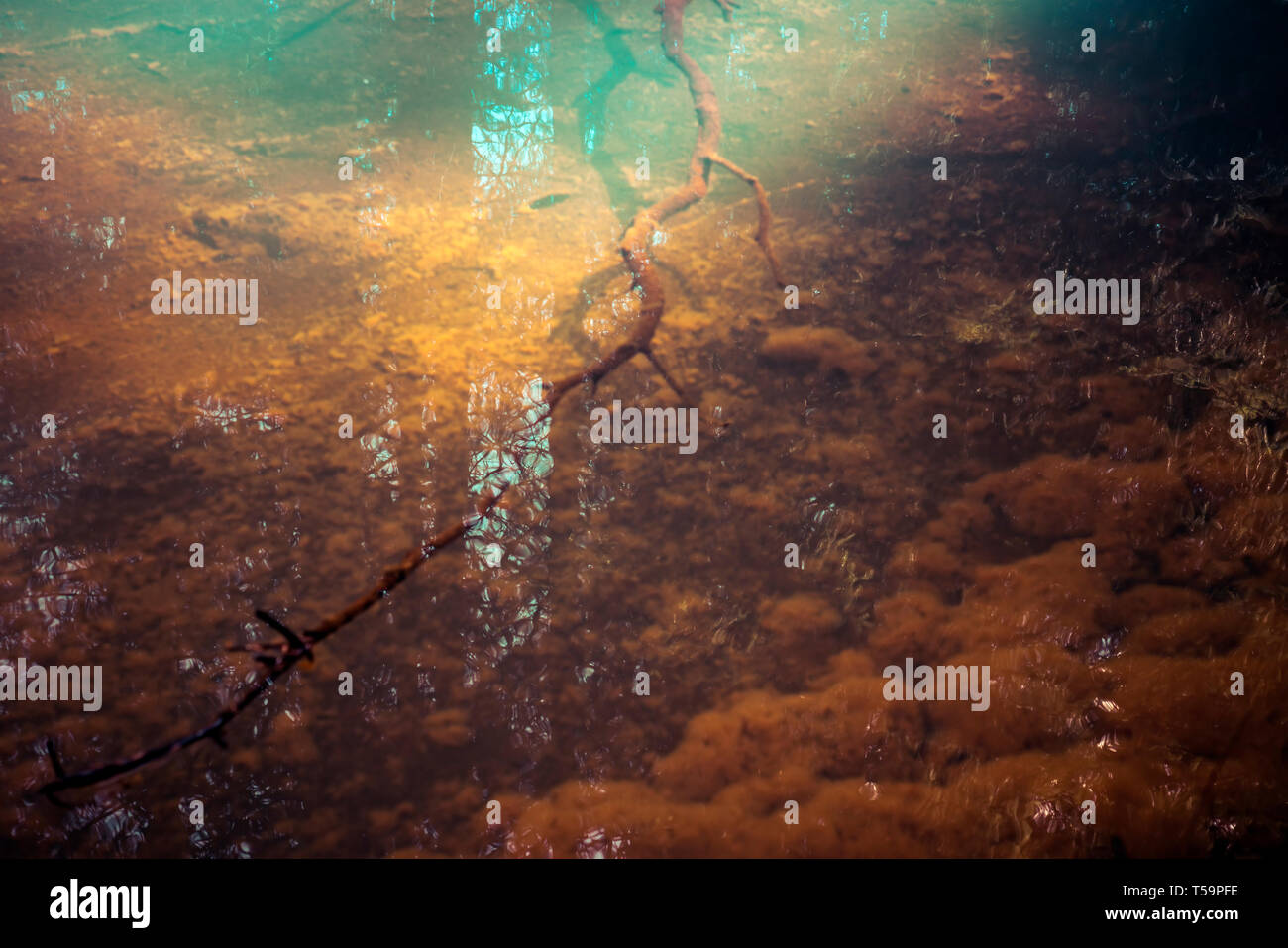 Iron oxidizing bacteria hi-res stock photography and images - Alamy