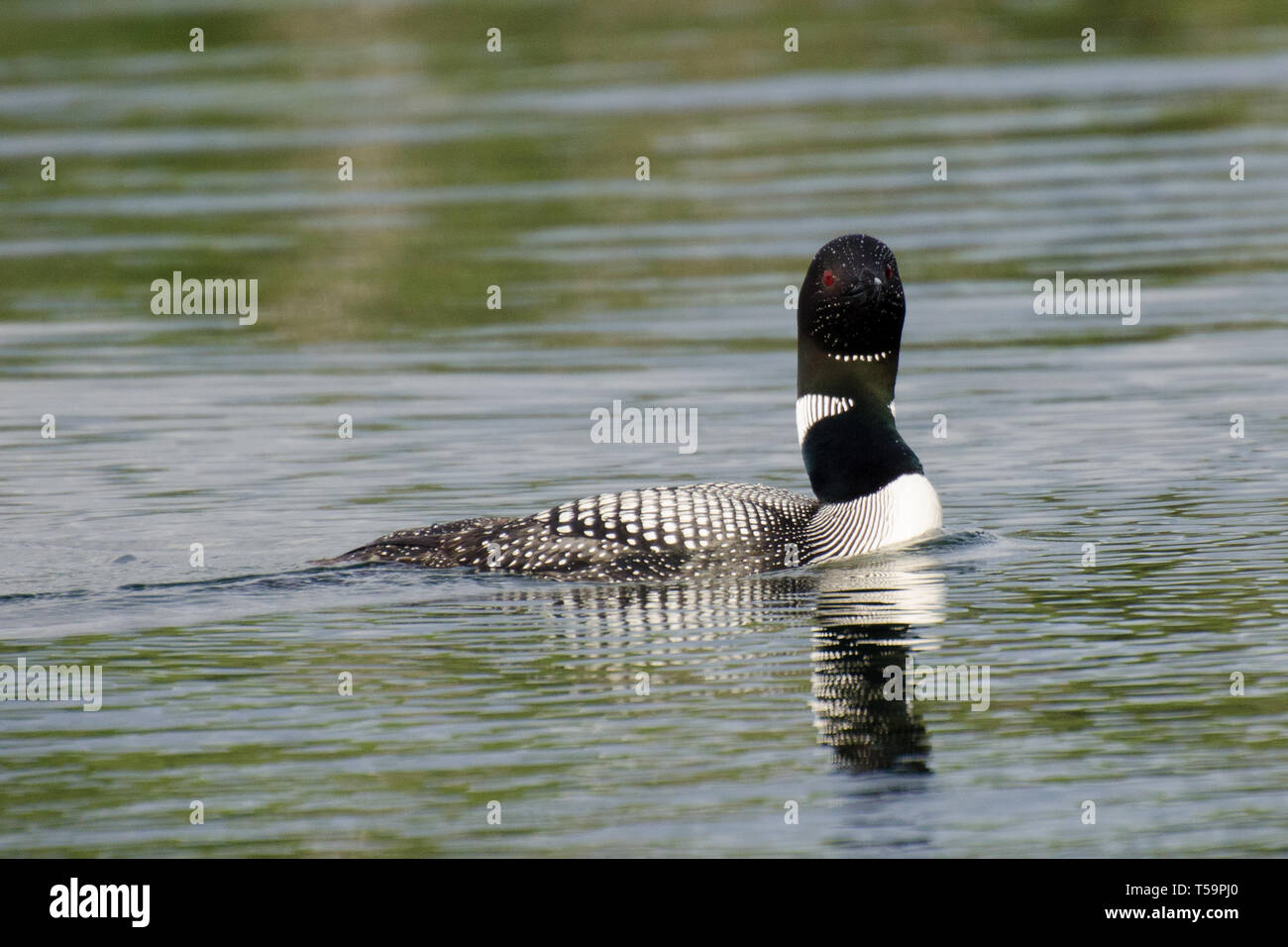 Loon looking at camera hi-res stock photography and images - Alamy