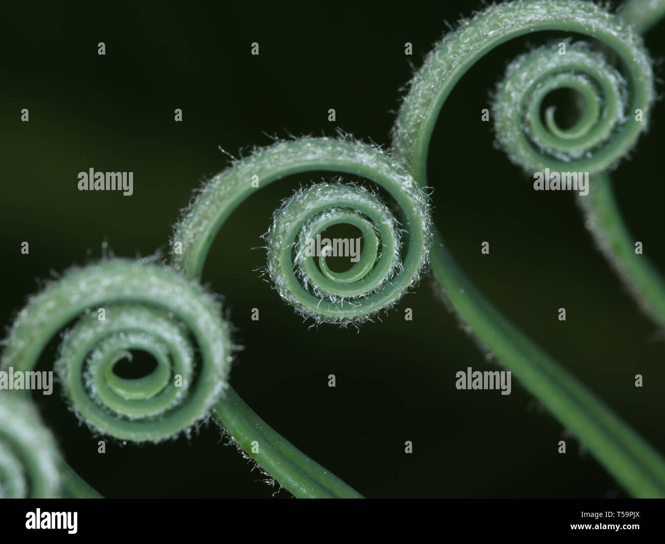 Leaf terminal hi-res stock photography and images - Alamy