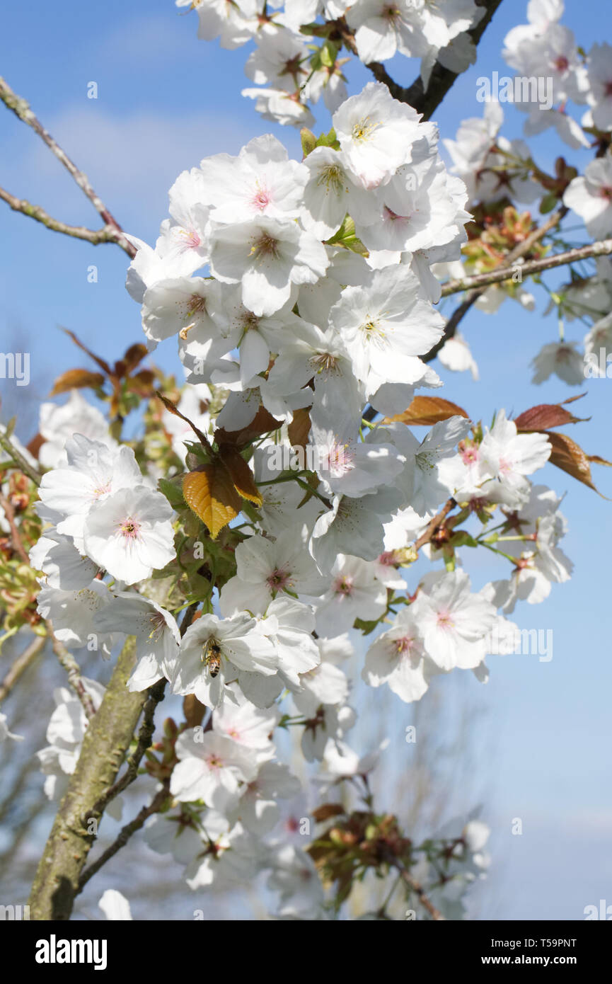 Prunus 'Tai-haku' blossom Stock Photo - Alamy