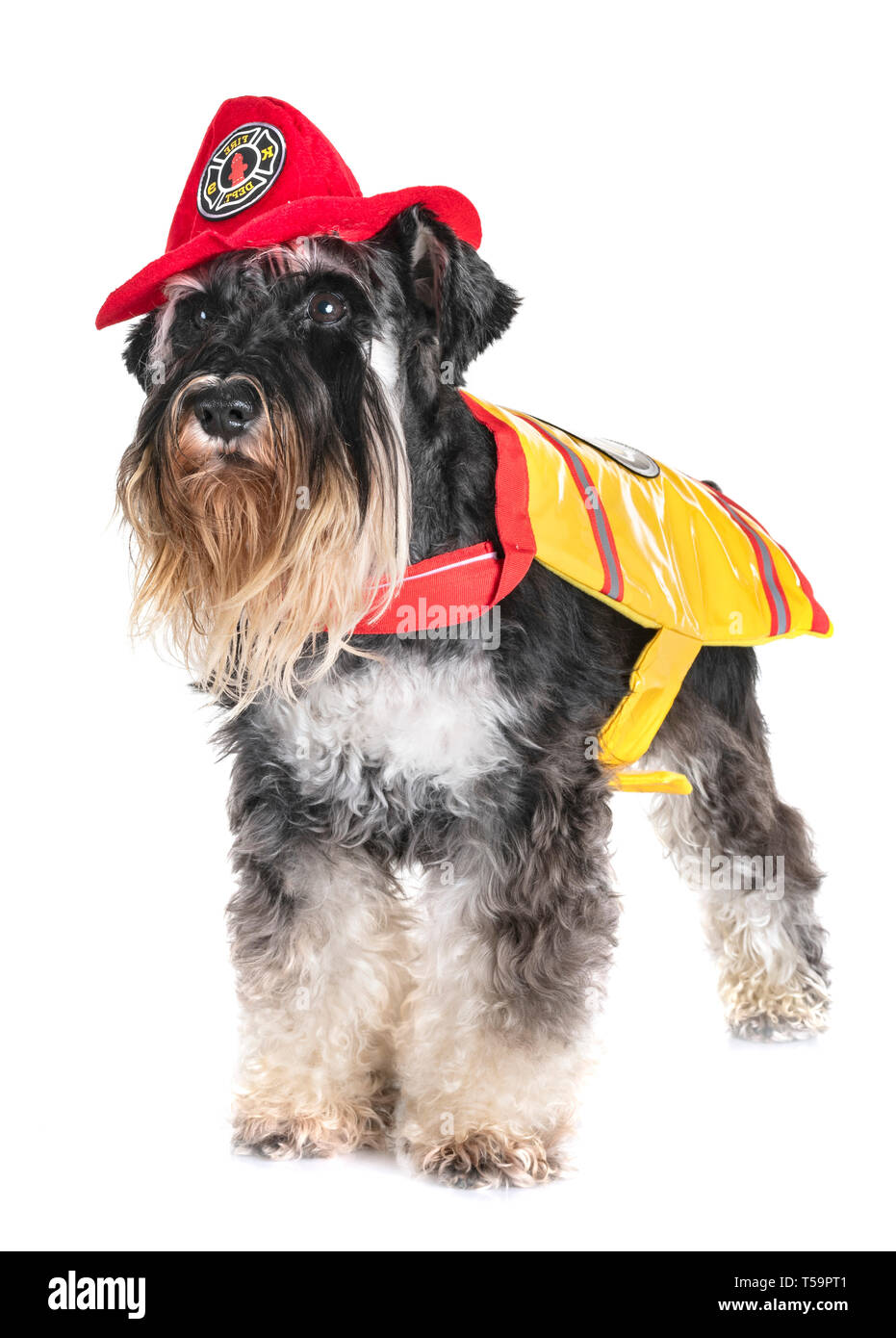 firefighter schnauzer in front of white background Stock Photo - Alamy