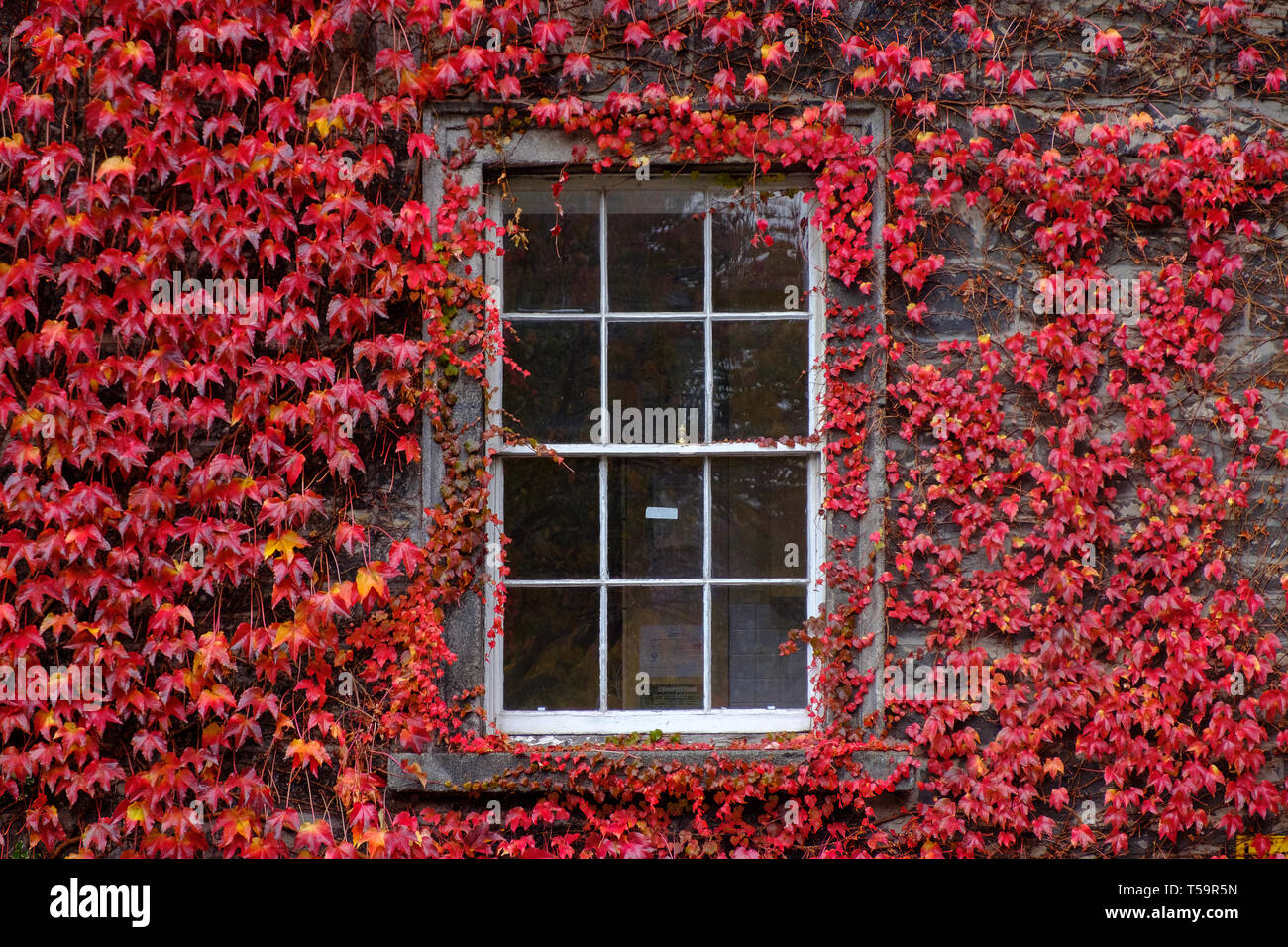 Trinity college window in Dublin, Ireland Stock Photo - Alamy