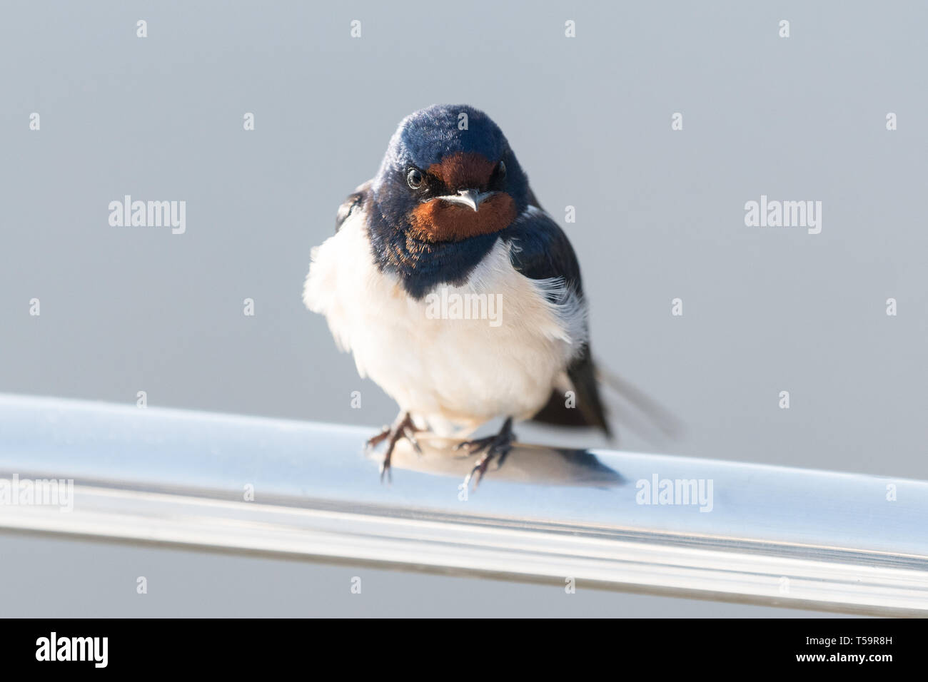 Hirundo hi-res stock photography and images - Alamy